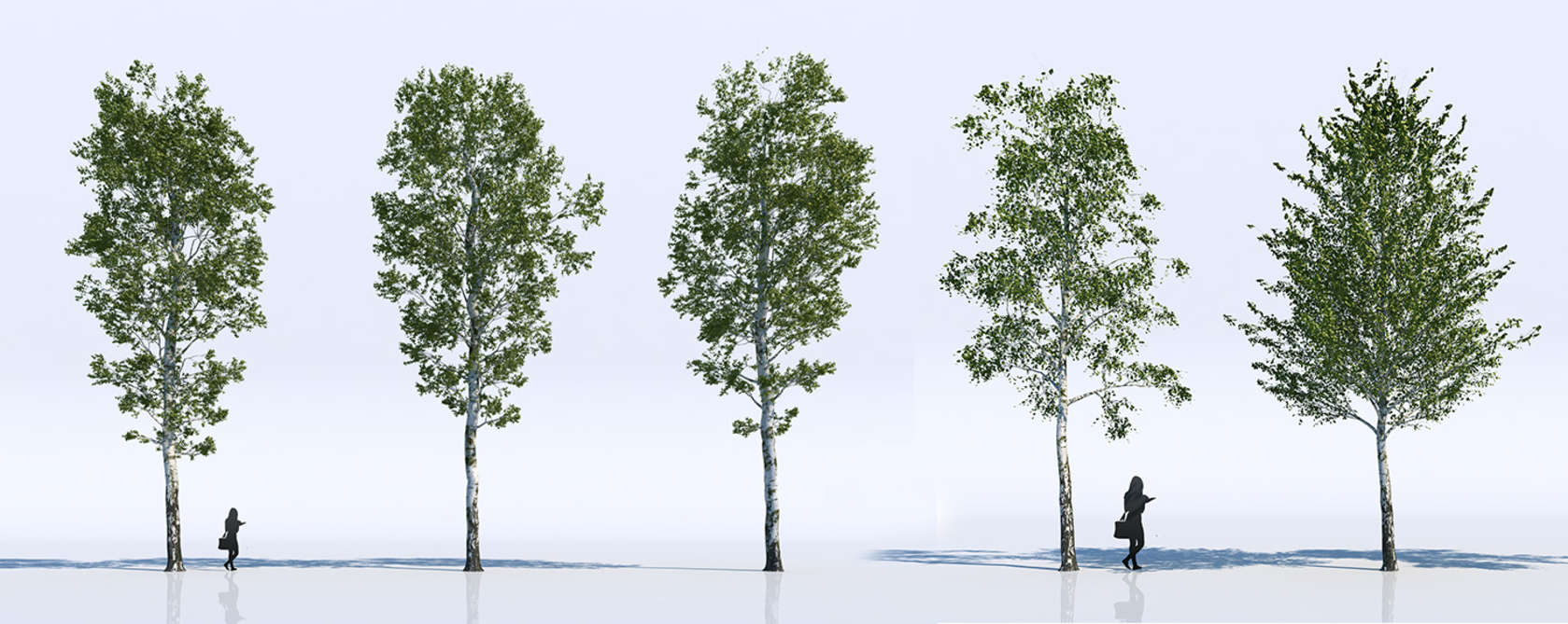 Free: 18 Highly Detailed 3D Trees for Your Architectural Visualizations